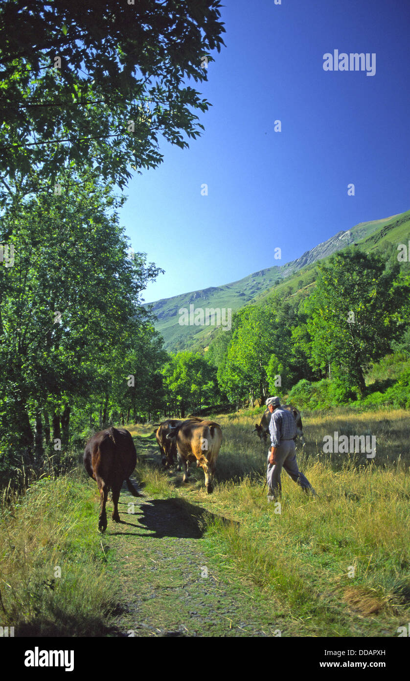 Leafy Cow High Resolution Stock Photography and Images - Alamy