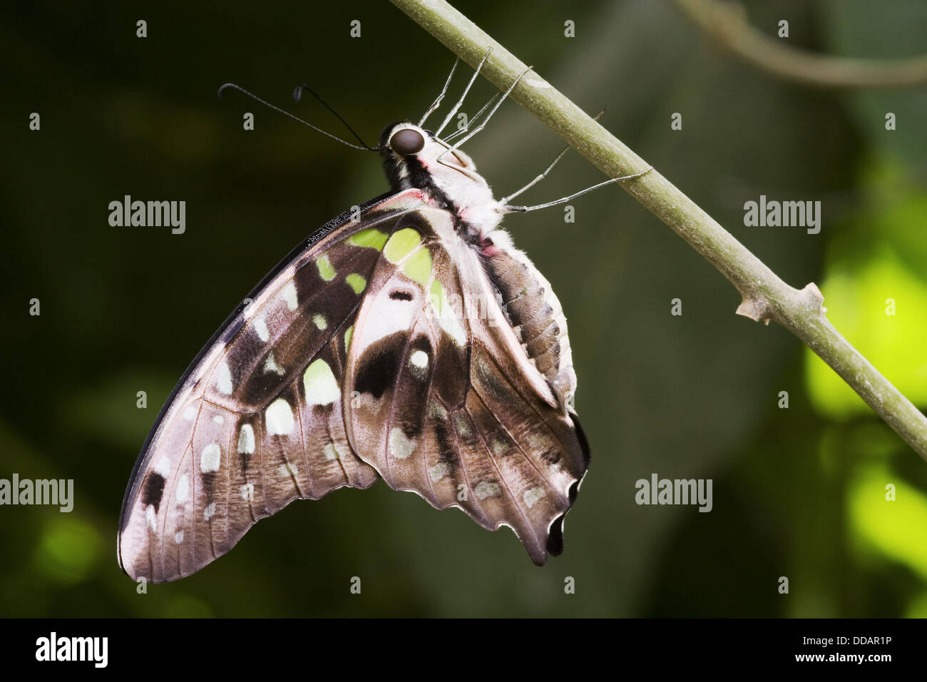 Tail jay butterfly hi-res stock photography and images - Alamy