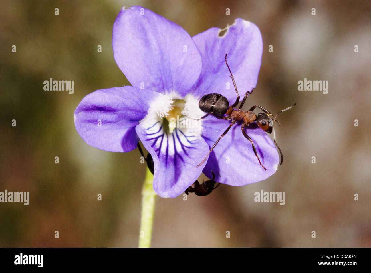 Dog violet seeds hi-res stock photography and images - Alamy