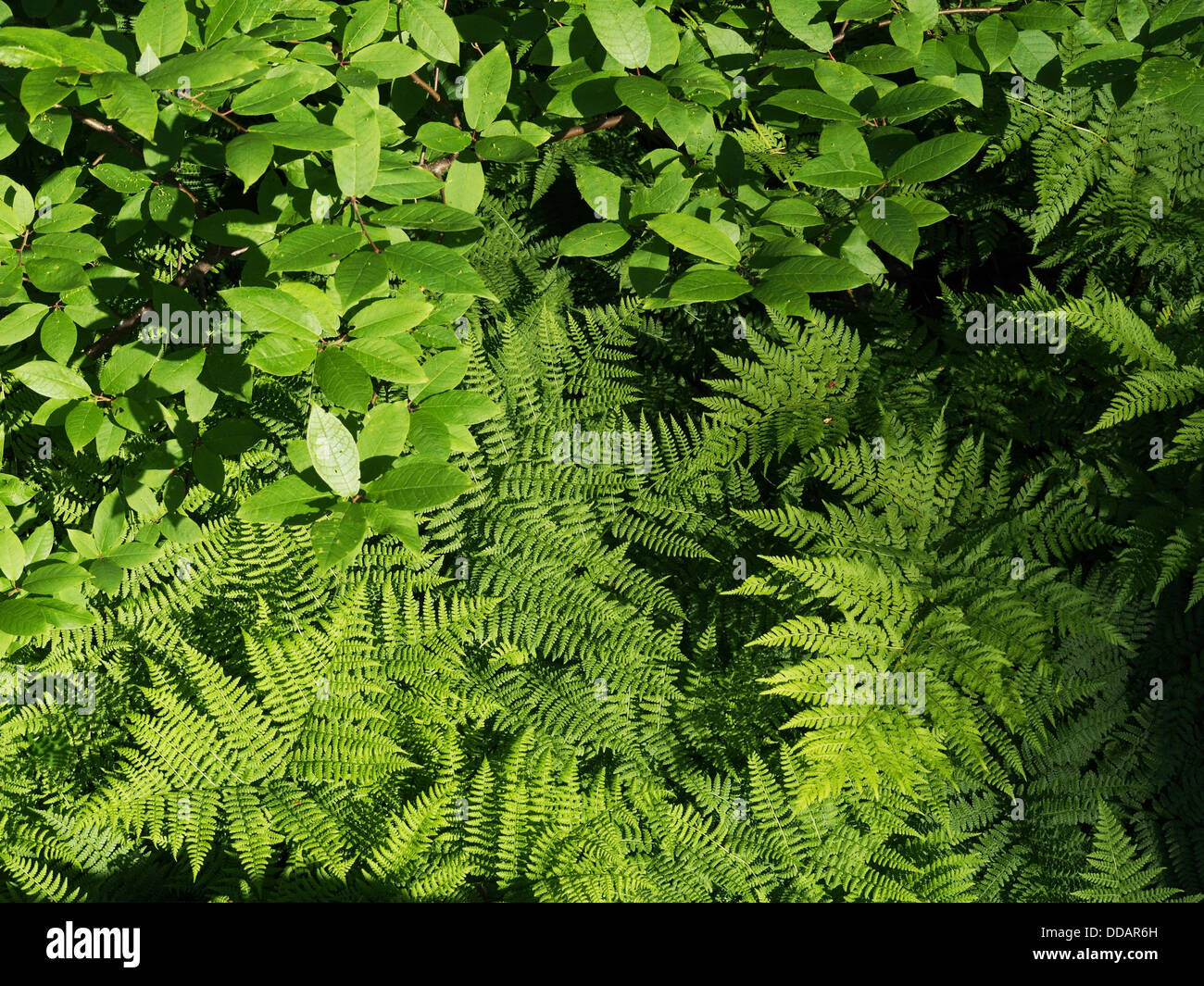Plants in the forest Stock Photo - Alamy