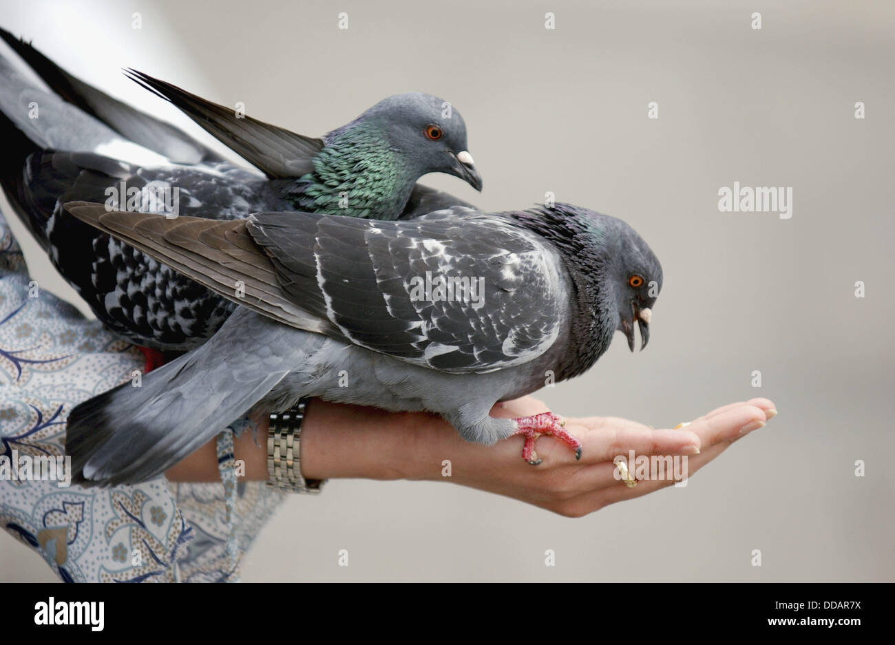 Hand birds hi-res stock photography and images - Alamy