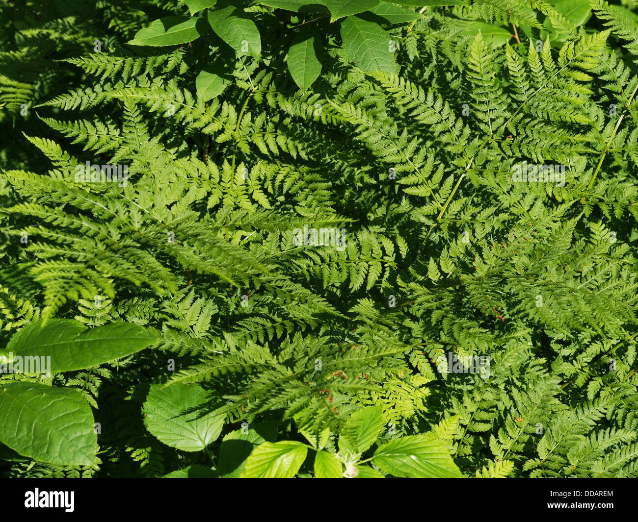 Plants in the forest Stock Photo - Alamy