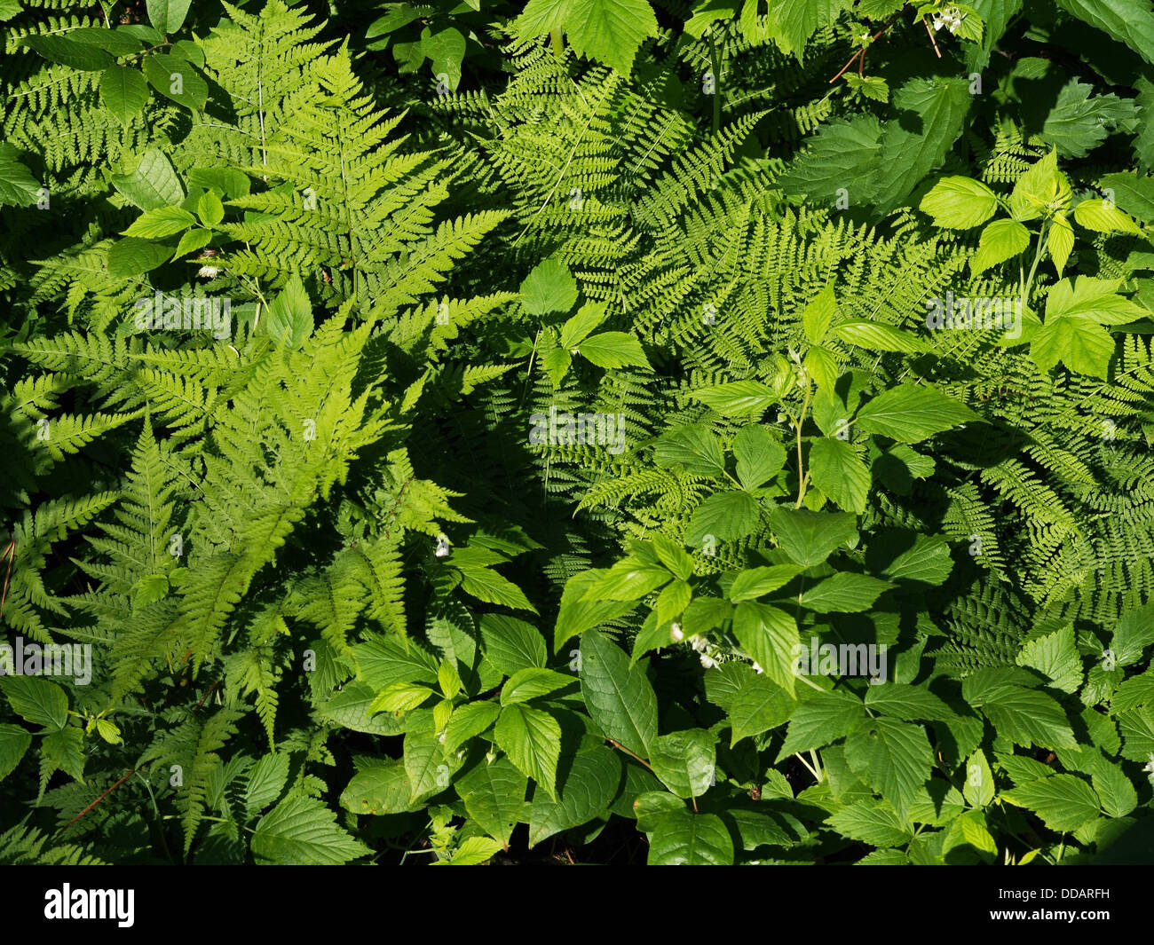 Plants in the forest Stock Photo - Alamy