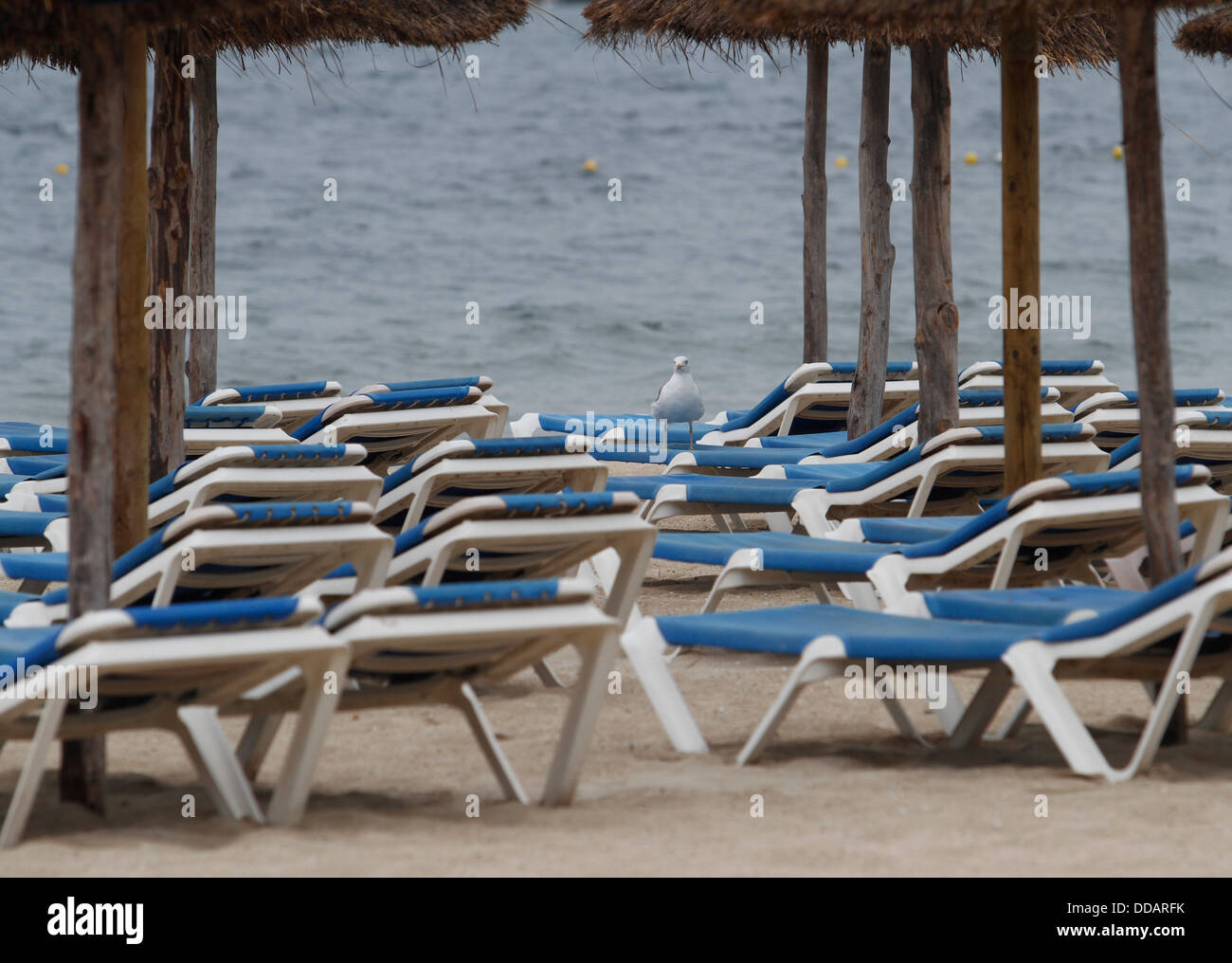 A seagull stands over sunbathing hammocks in the beach of Magaluf on ...