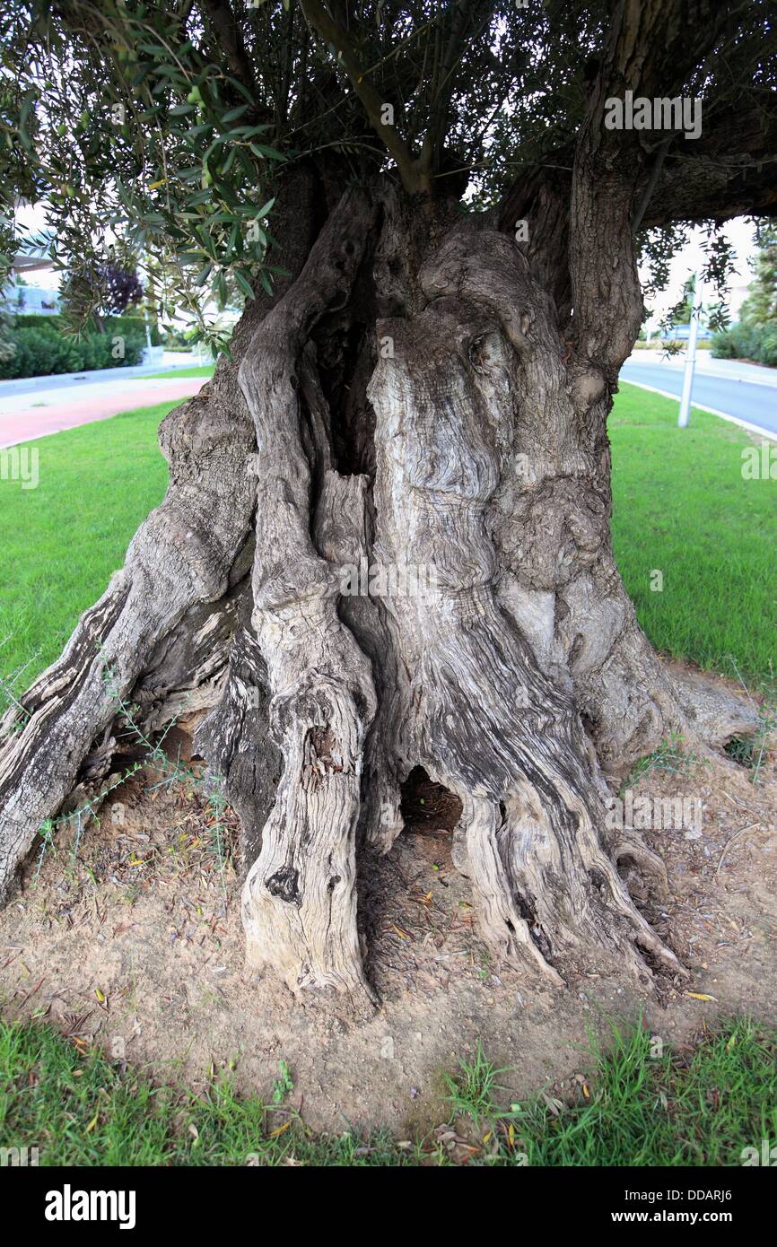 Olive tree trunk hi-res stock photography and images - Alamy