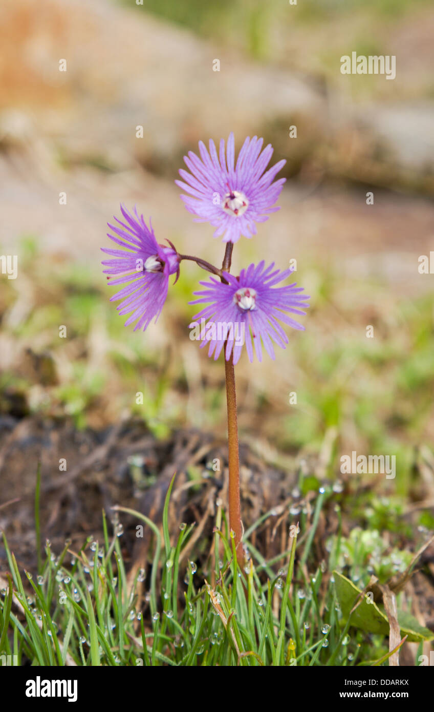 Snowbell hi-res stock photography and images - Alamy