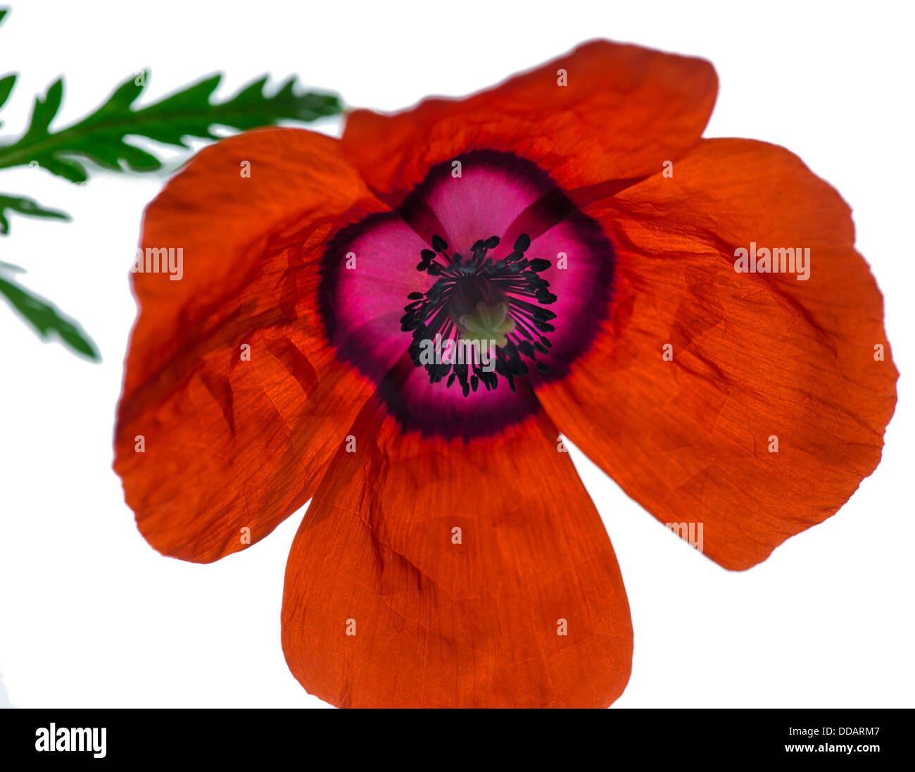 poppy isolated closeup Stock Photo - Alamy