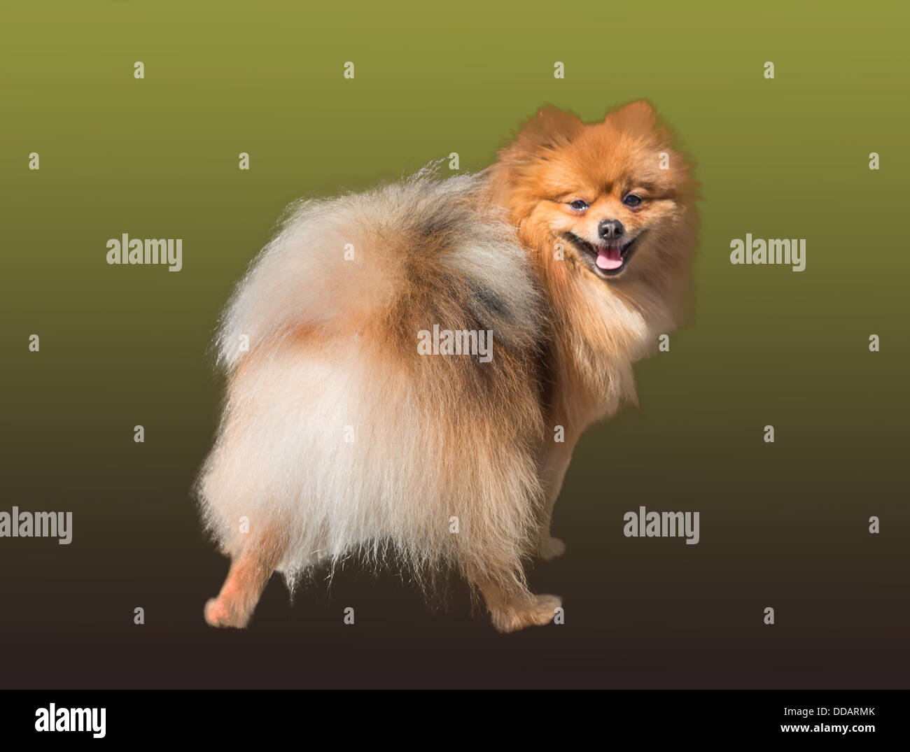 pets dog spitz Stock Photo - Alamy