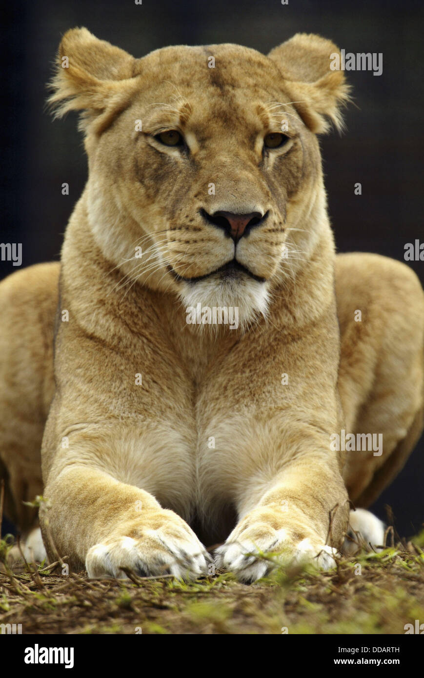 Lioness facing forward hi-res stock photography and images - Alamy