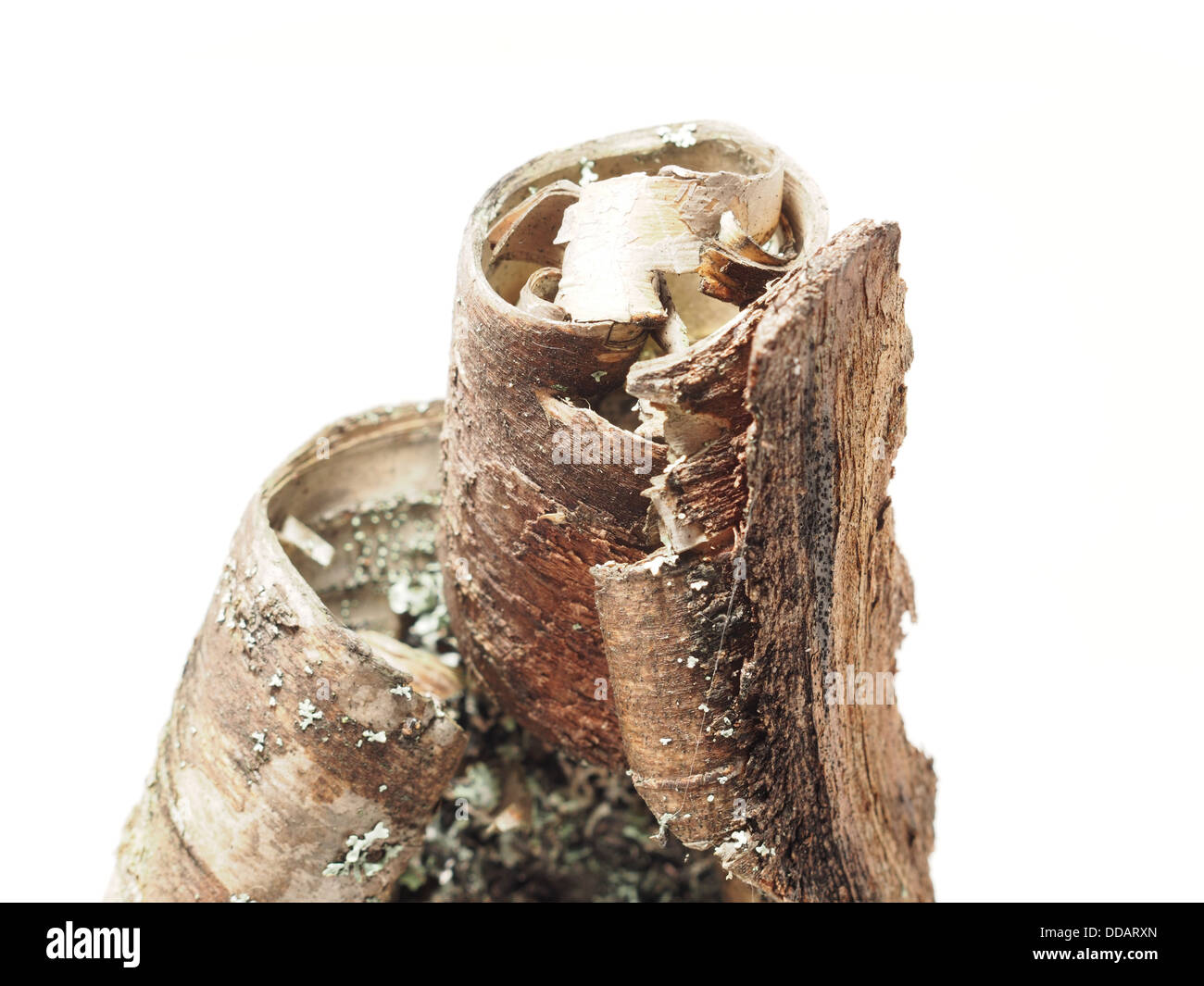 A piece of birch bark on a white background Stock Photo - Alamy