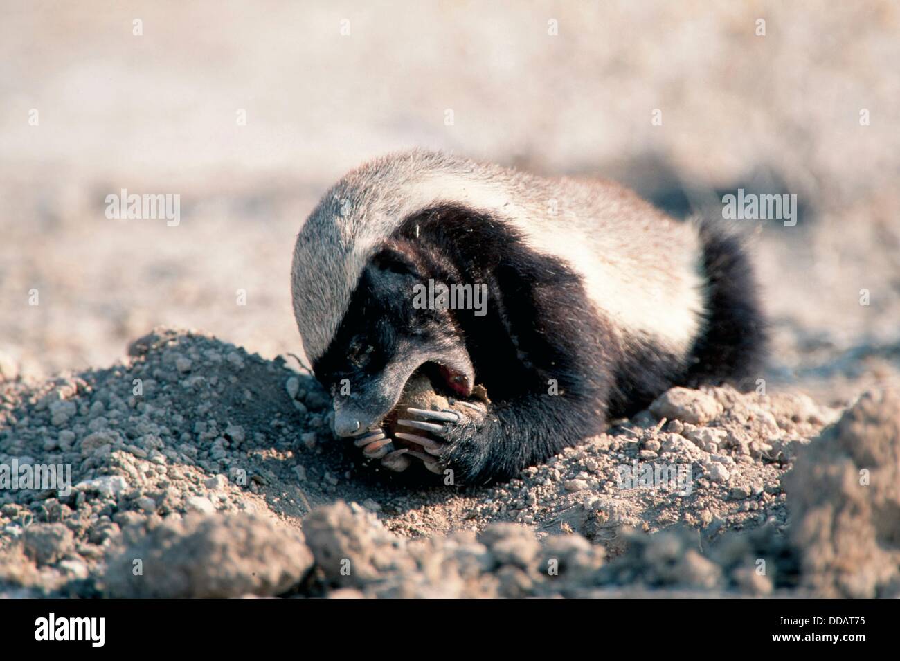 Silver badger hi-res stock photography and images - Alamy
