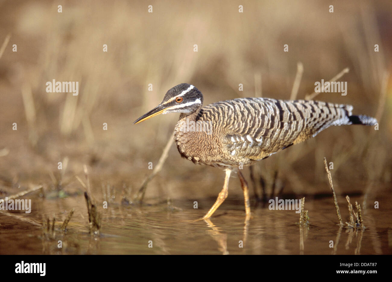 Sun bittern bird hi-res stock photography and images - Alamy