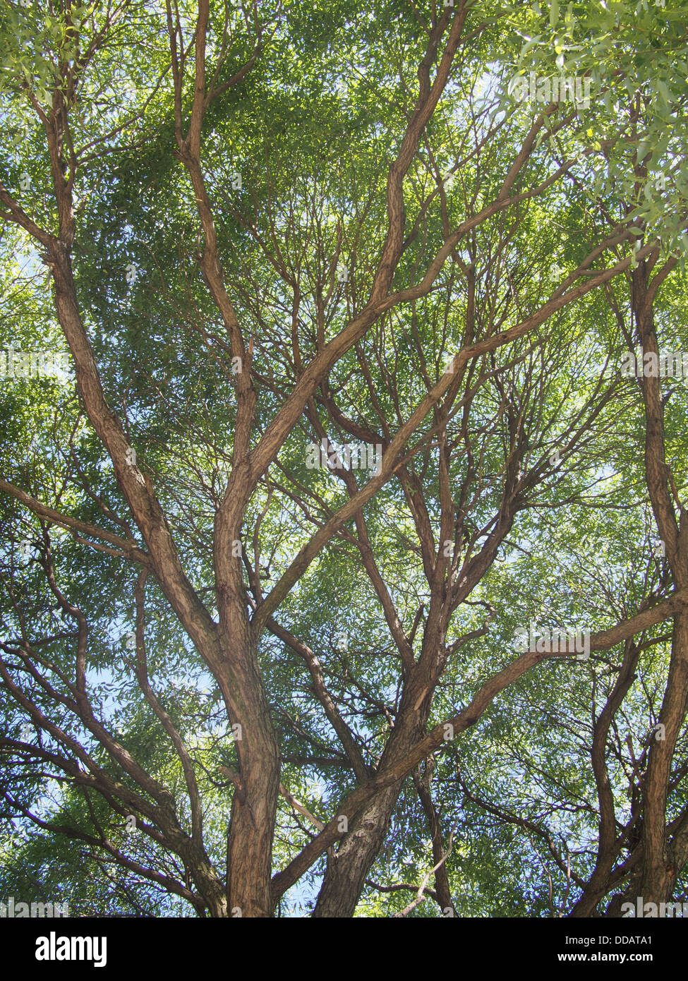 trunk of the tree Stock Photo - Alamy