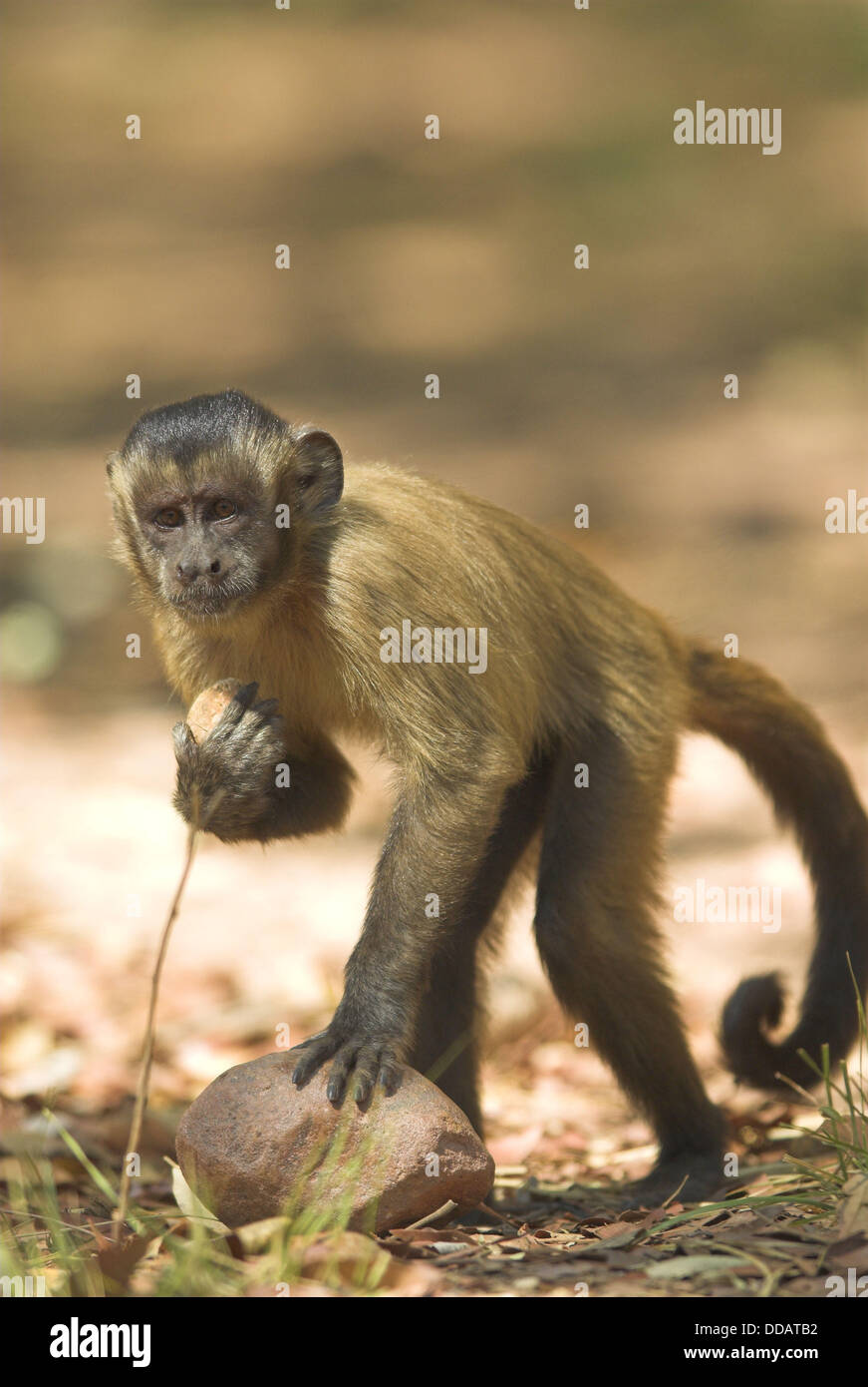 Monkey tool use hi-res stock photography and images - Alamy