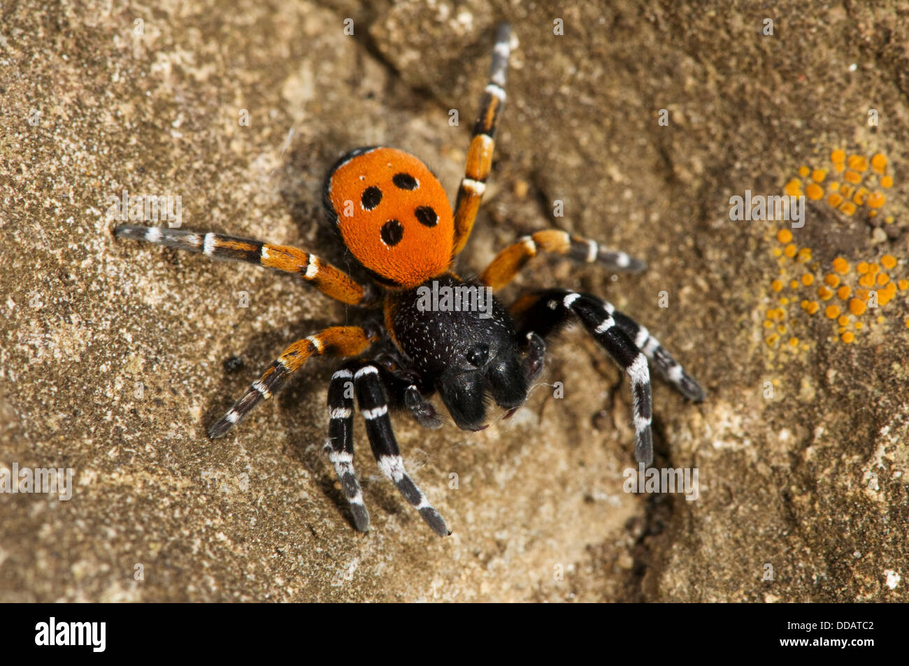 Eresus Stock Photos & Eresus Stock Images - Alamy