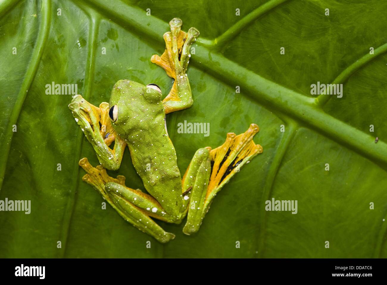 Wallace's flying frog hi-res stock photography and images - Alamy