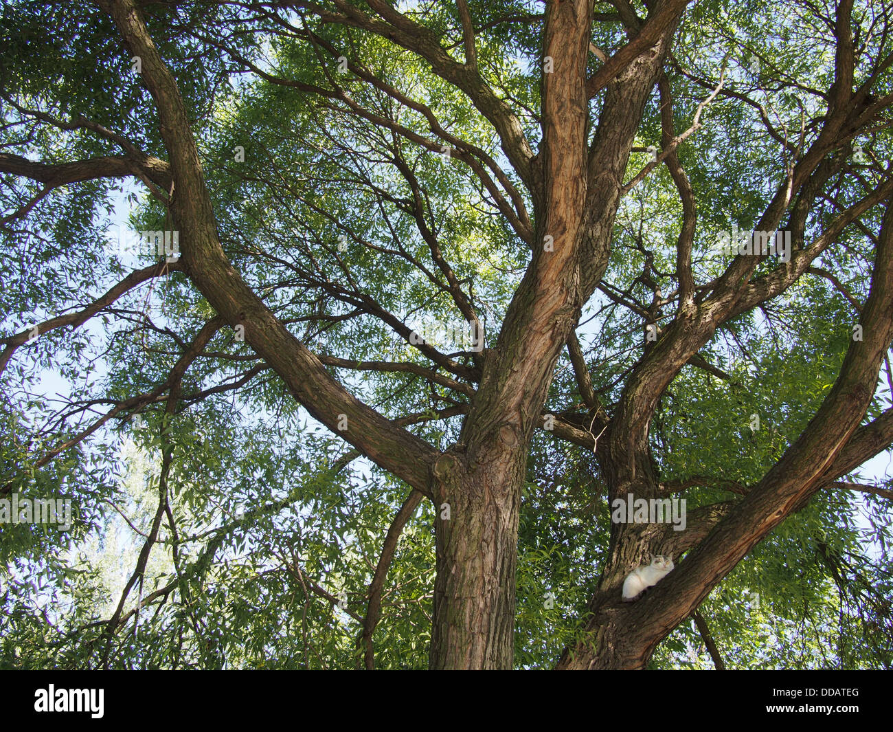 trunk of the tree Stock Photo - Alamy
