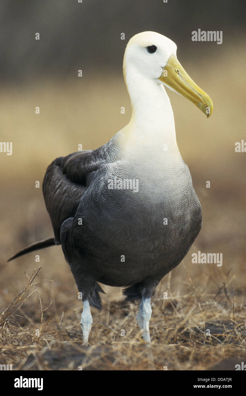Portrait of a Galapagos Albatros (Diomedea irrorata). Galápagos Islands ...