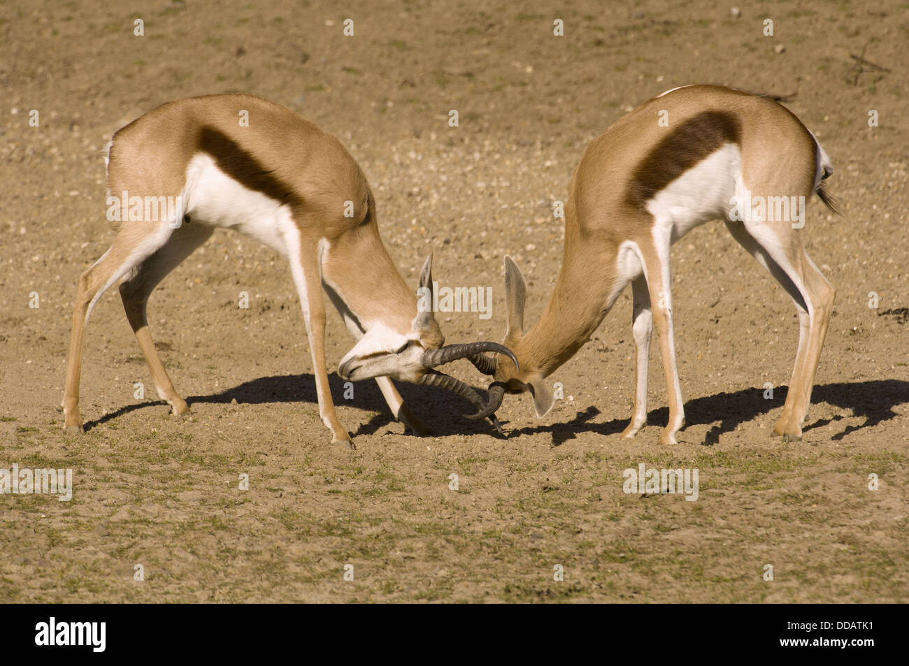 Springbok rivalry High Resolution Stock Photography and Images - Alamy