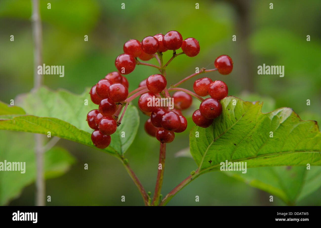 Wild red berries Stock Photo - Alamy