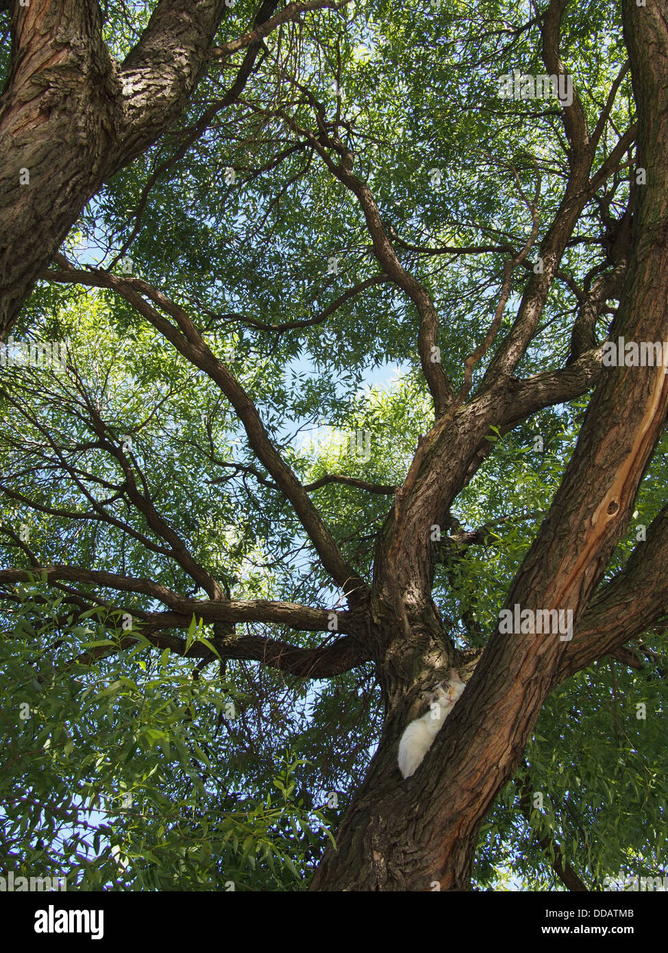 trunk of the tree Stock Photo - Alamy