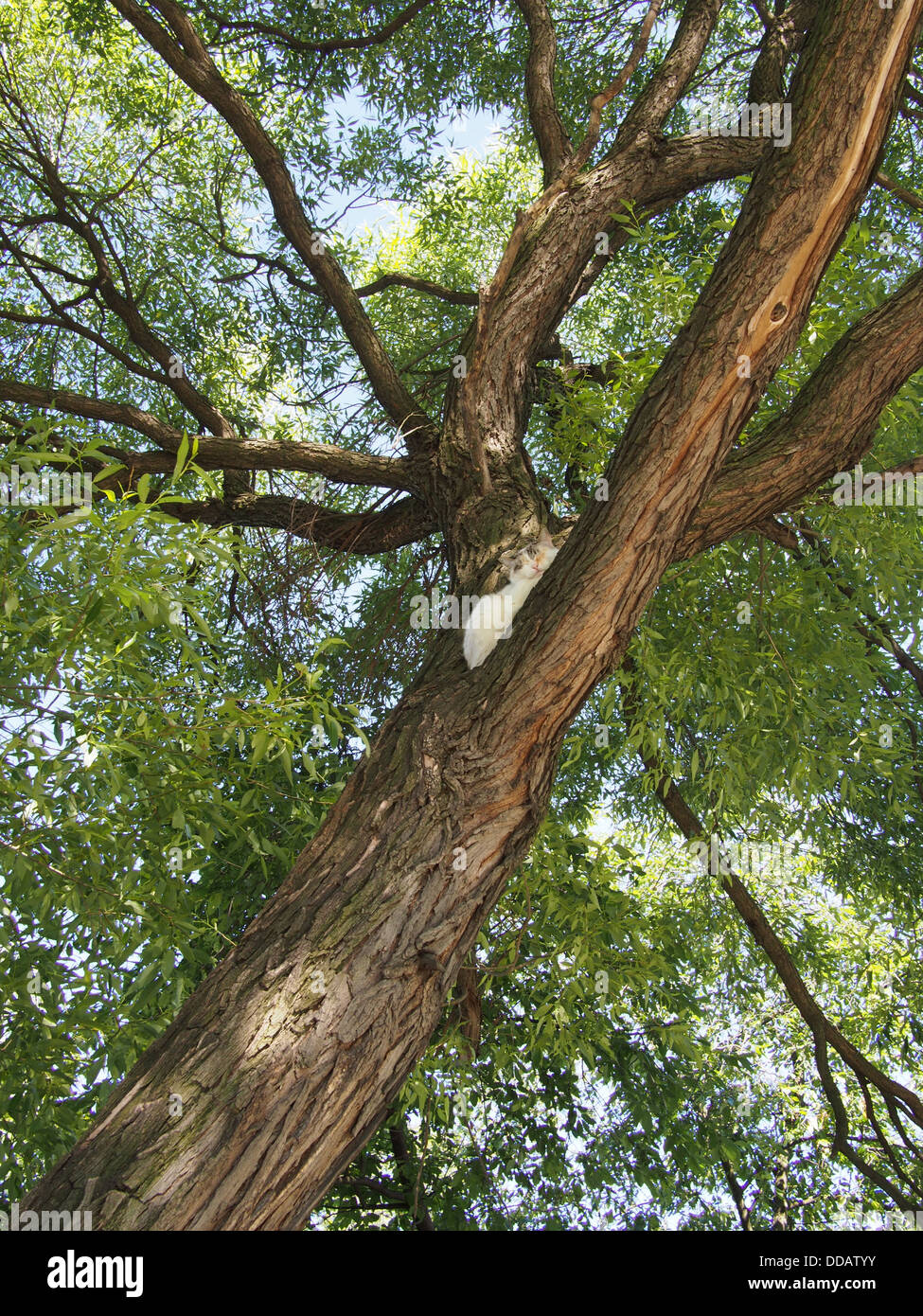 trunk of the tree Stock Photo - Alamy