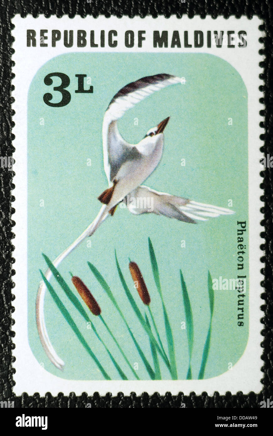 Phaethon lepturus stamp hi-res stock photography and images - Alamy