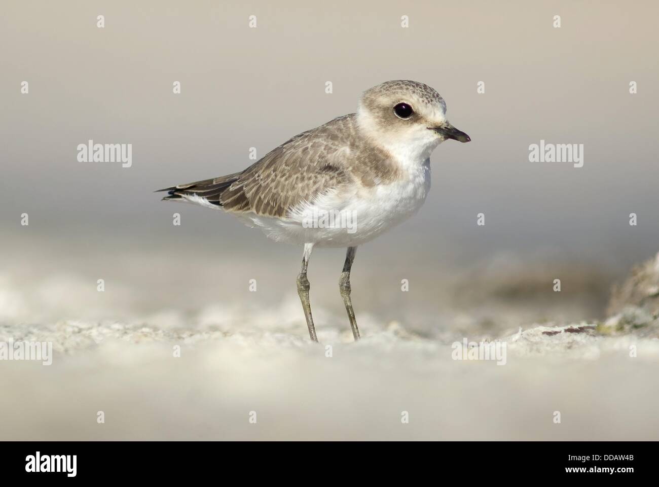 Kentish Plover (Charadrius alexandrinus Stock Photo - Alamy
