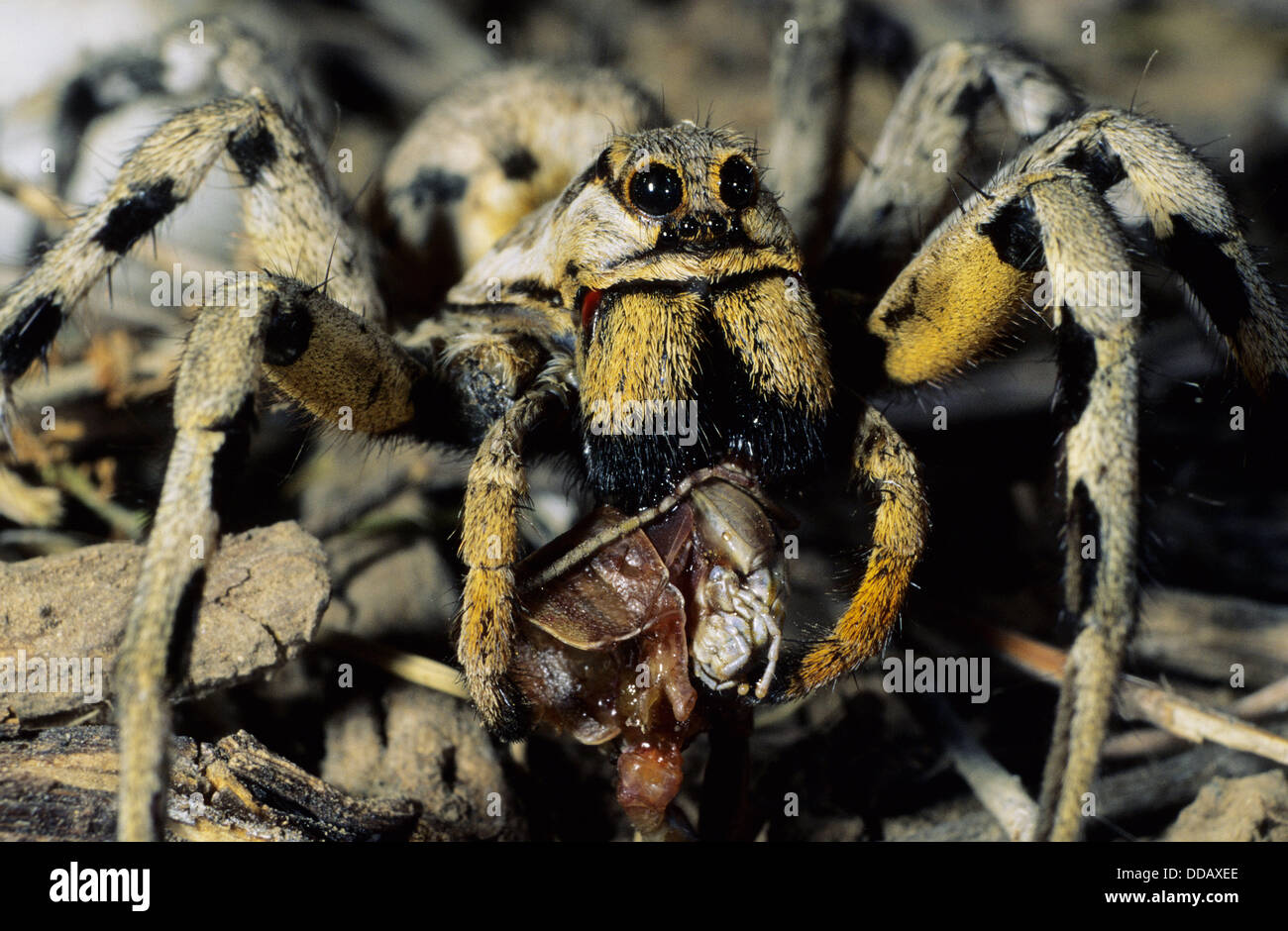 Spider wolf head hi-res stock photography and images - Alamy