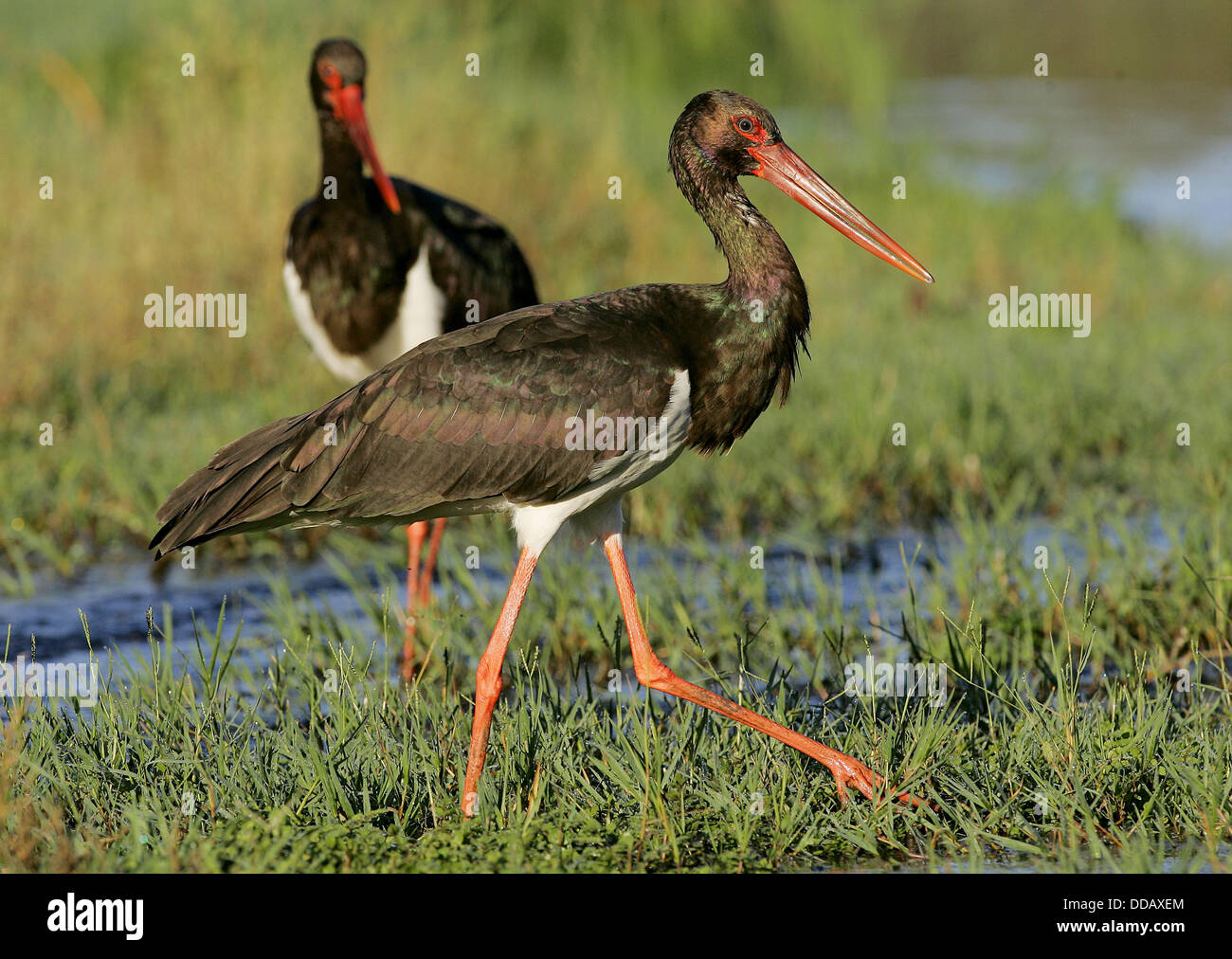 Black stork spain hi-res stock photography and images - Alamy