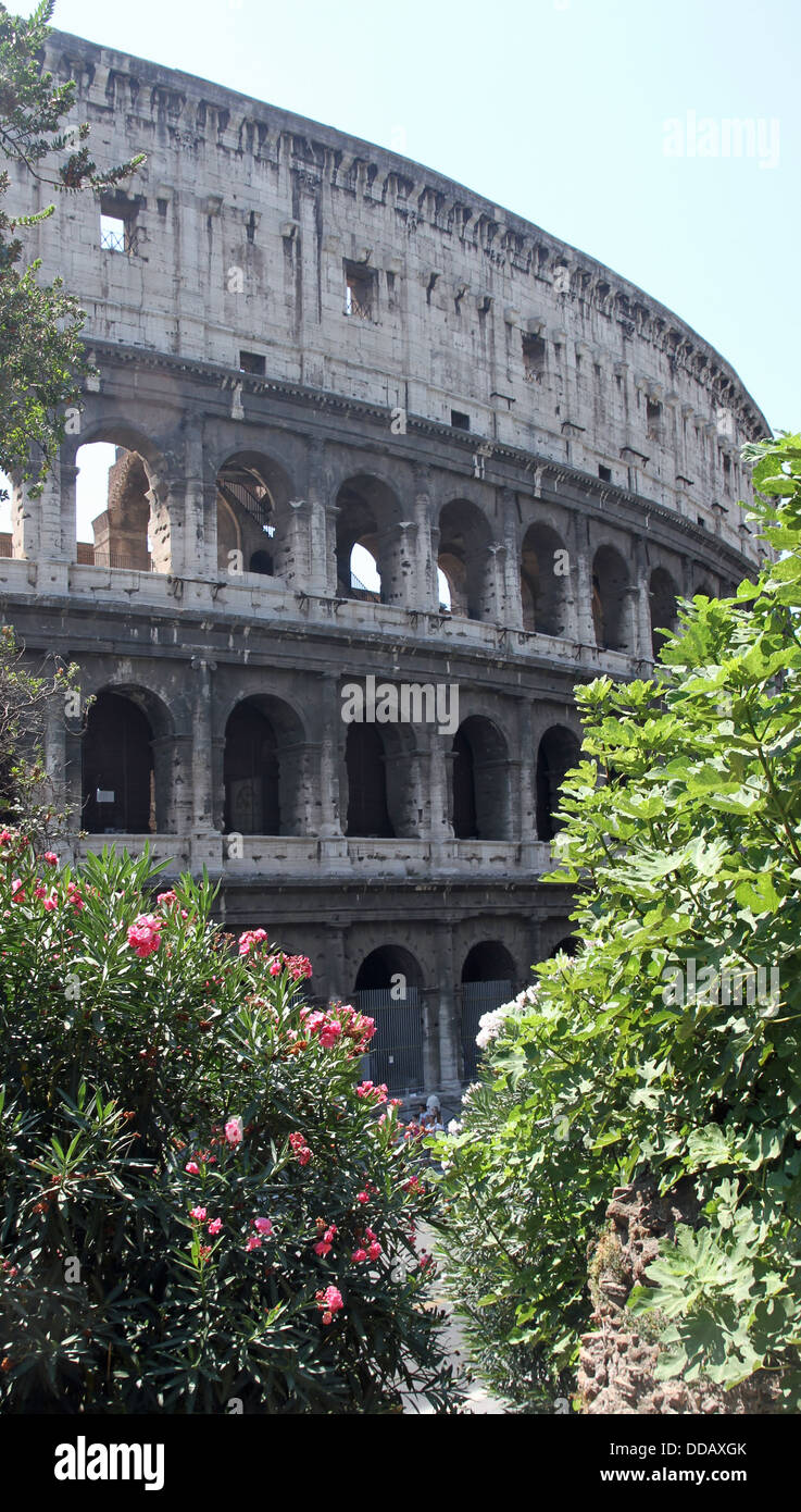Arches of the imposing Colosseum among flowering plants of Oleander in ...