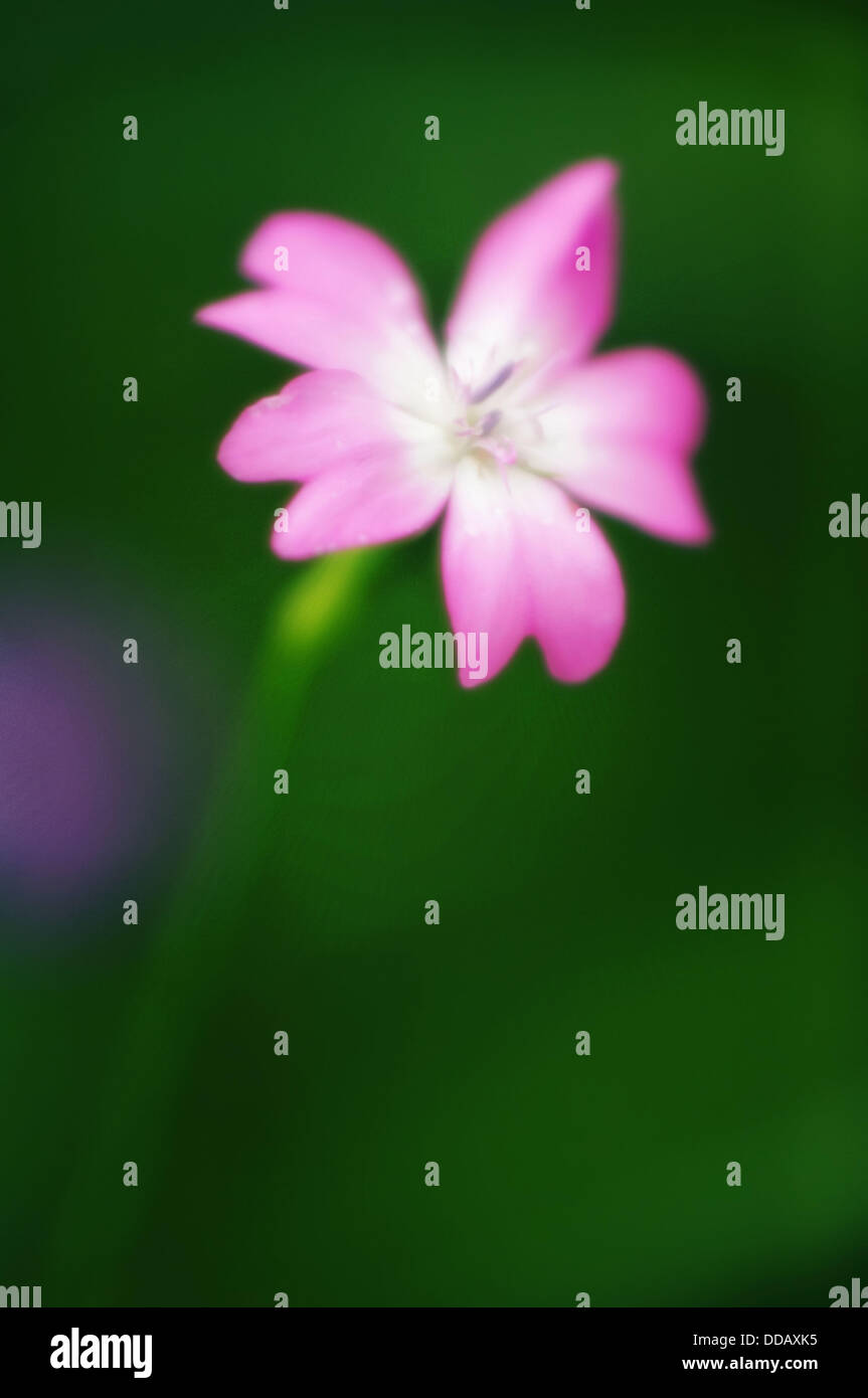 Pink Agrostemma Flower. Agrostemma gracilis Stock Photo - Alamy