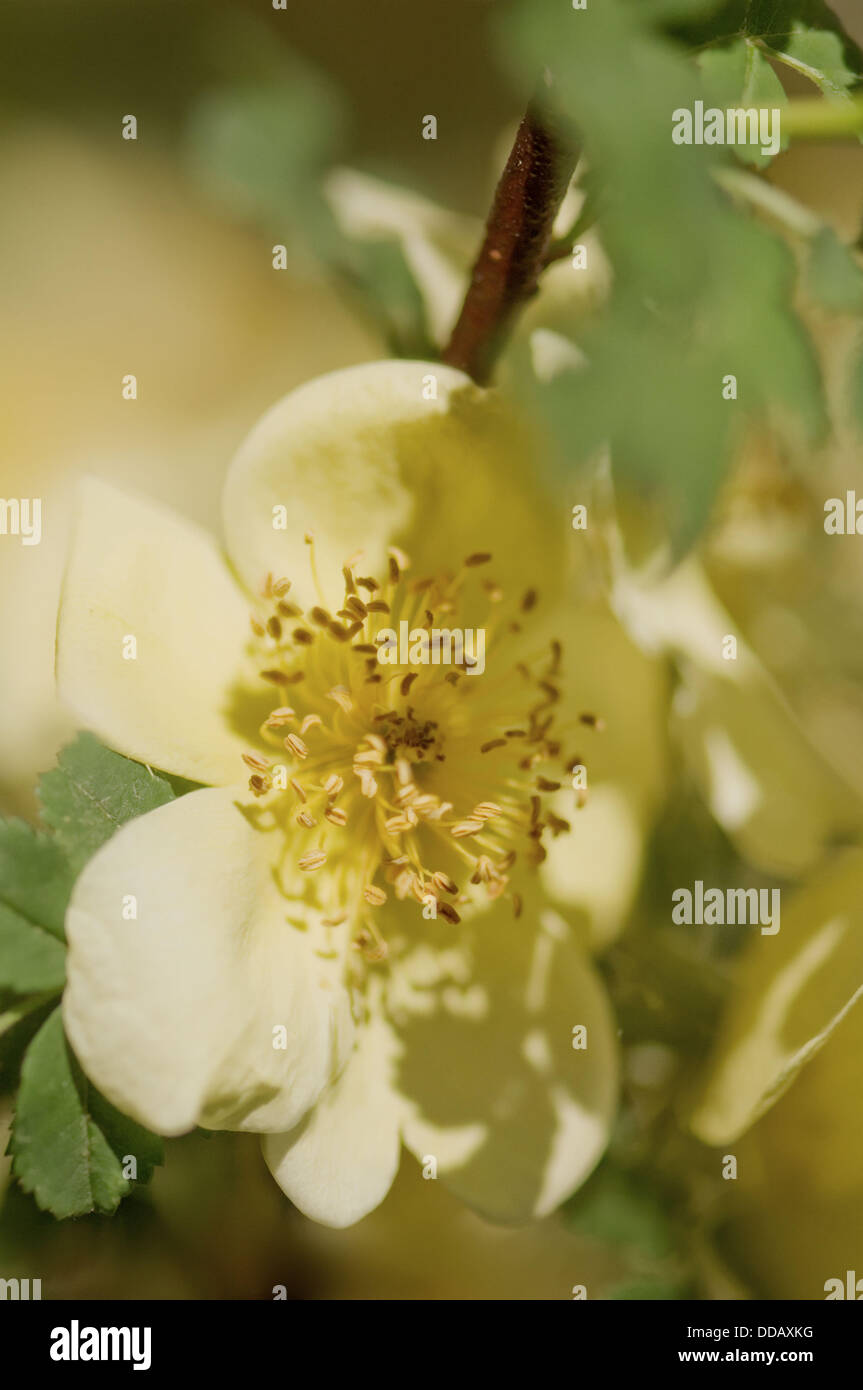 Rosa canary bird hi-res stock photography and images - Alamy
