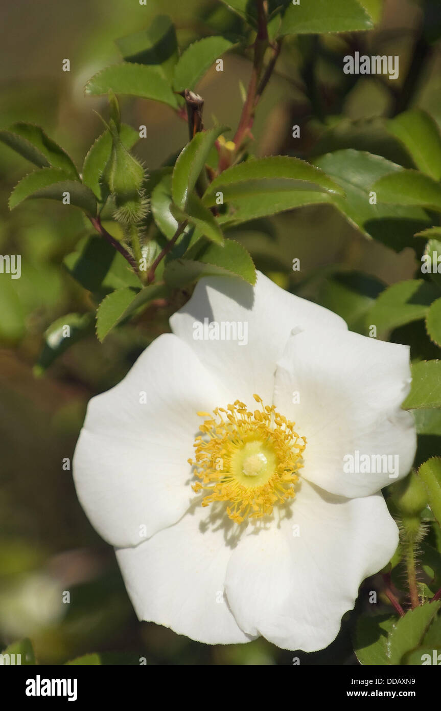 Rosa Alba High Resolution Stock Photography and Images - Alamy