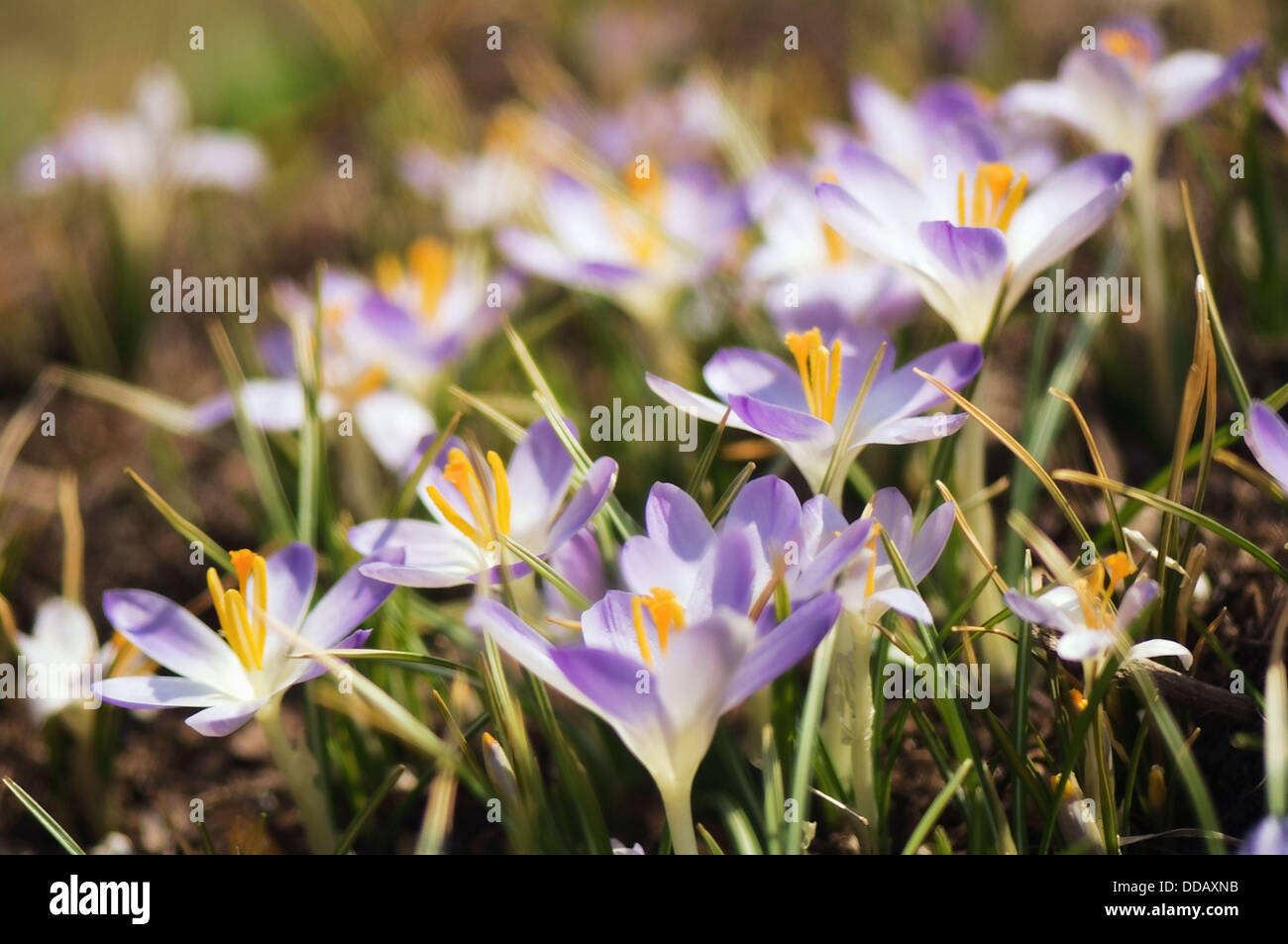Crocus tommasinianus ’lilac beauty’ hi-res stock photography and images ...