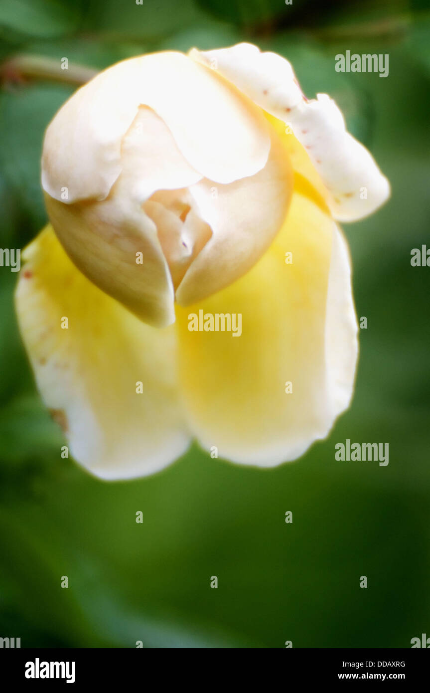 Unfolding rose hi-res stock photography and images - Alamy