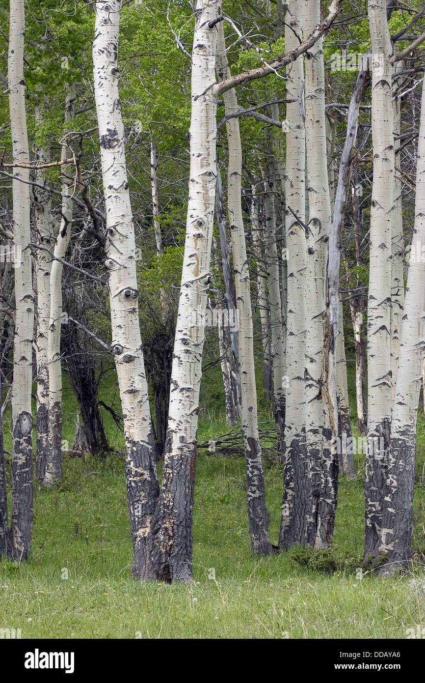 Stand of quaking aspen hi-res stock photography and images - Alamy