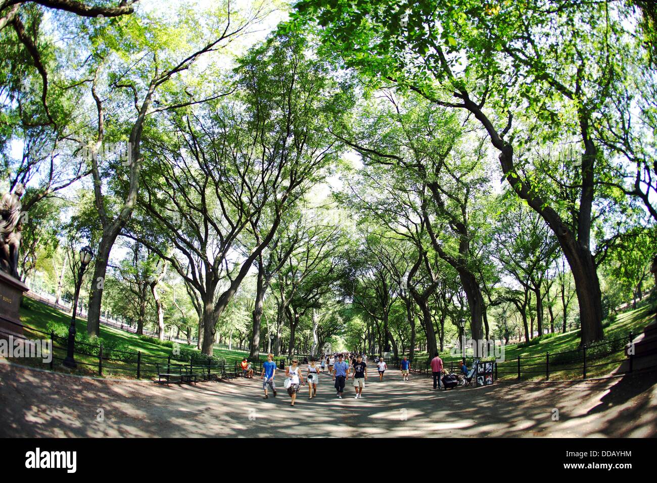 Elm trees, The mall, Central Park, Manhattan, New York, USA Stock Photo ...