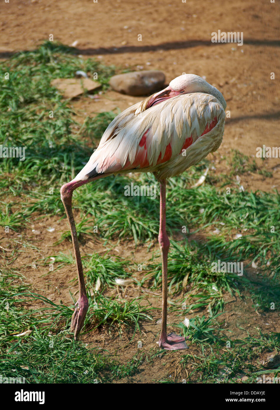 Pink flamingo standing in one leg Stock Photo - Alamy