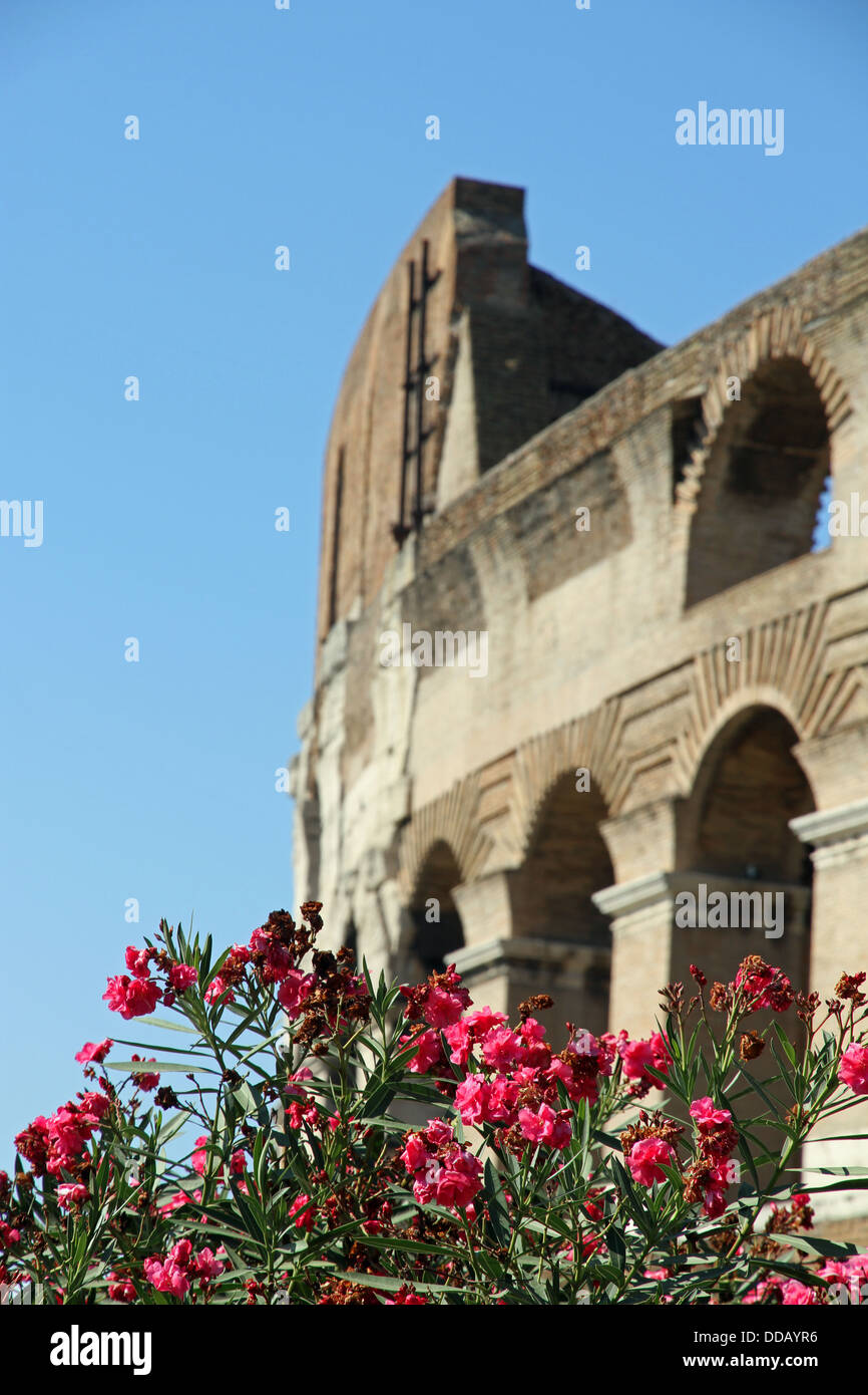 Arches of the imposing Colosseum among flowering plants of Oleander in ...