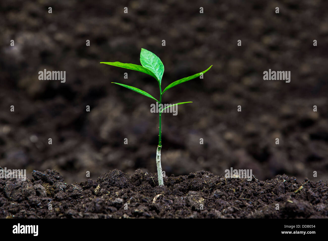 Sprout for planting at the farm Stock Photo - Alamy
