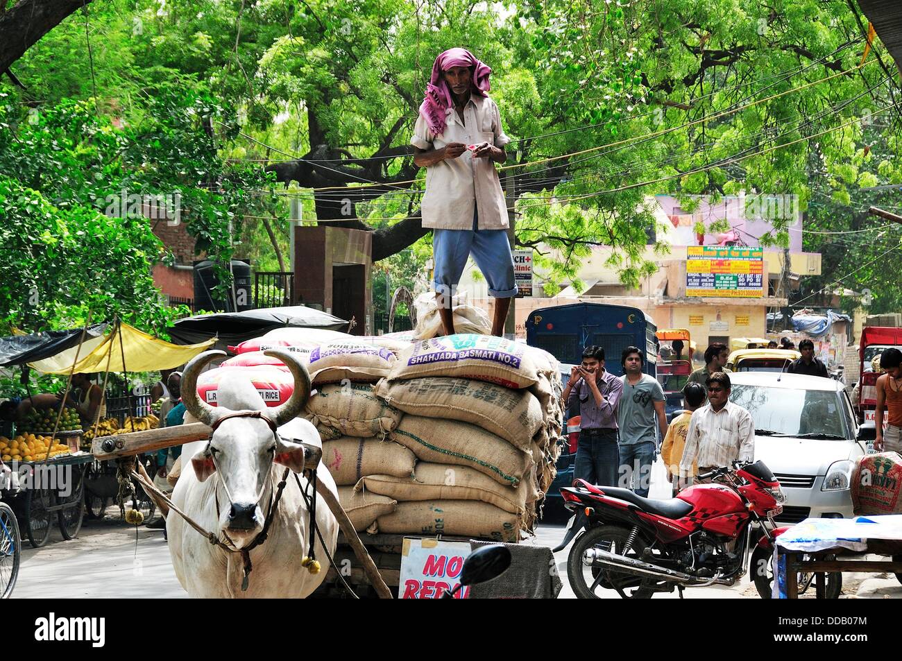 India cow delhi hi-res stock photography and images - Alamy