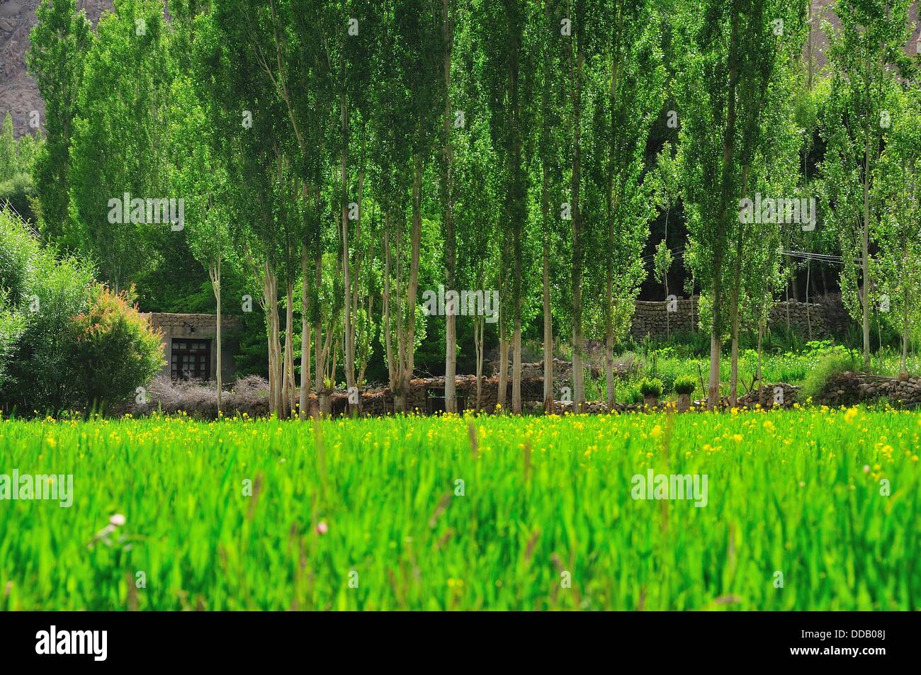 Green field at Phyan village Stock Photo - Alamy