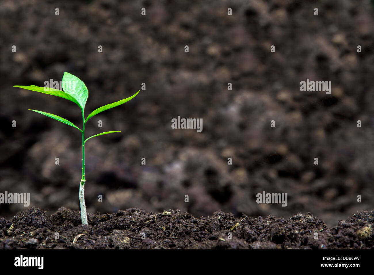 Sprout for planting at the farm Stock Photo - Alamy
