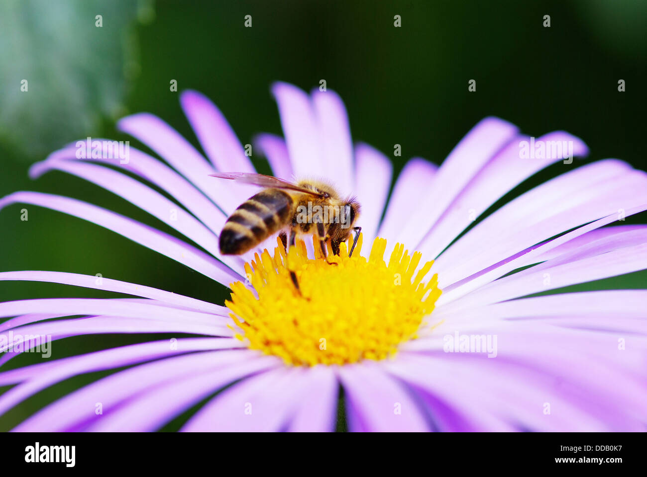 flower and bee Stock Photo - Alamy