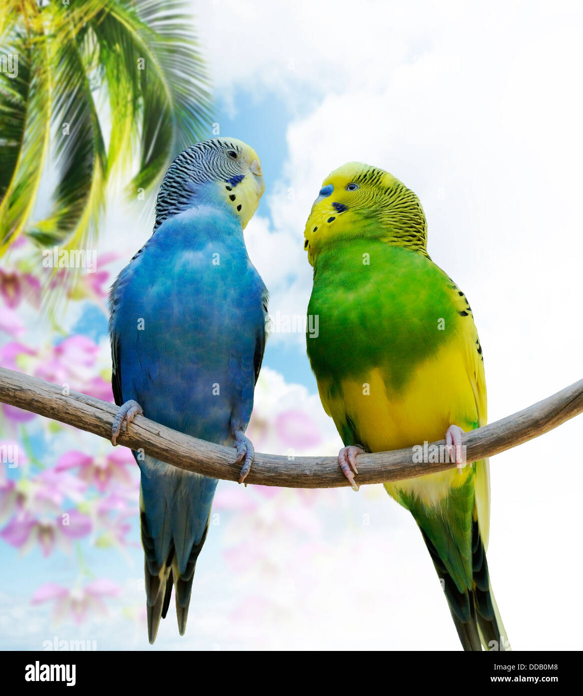 Green yellow budgie budgerigar bird hi-res stock photography and images ...