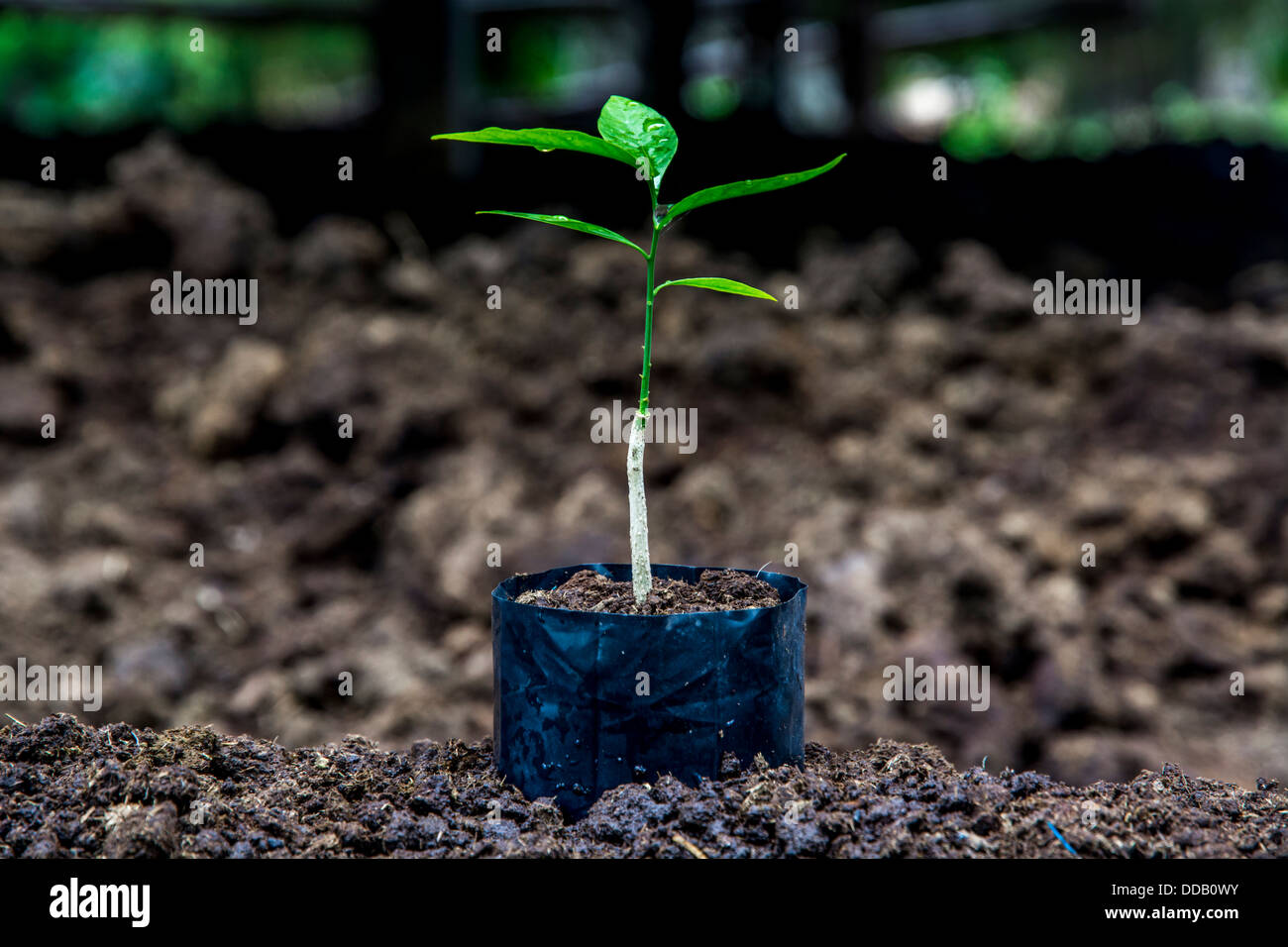Sprout for planting at the farm Stock Photo - Alamy
