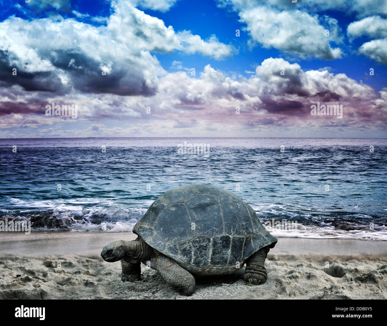 Big turtle hi-res stock photography and images - Alamy
