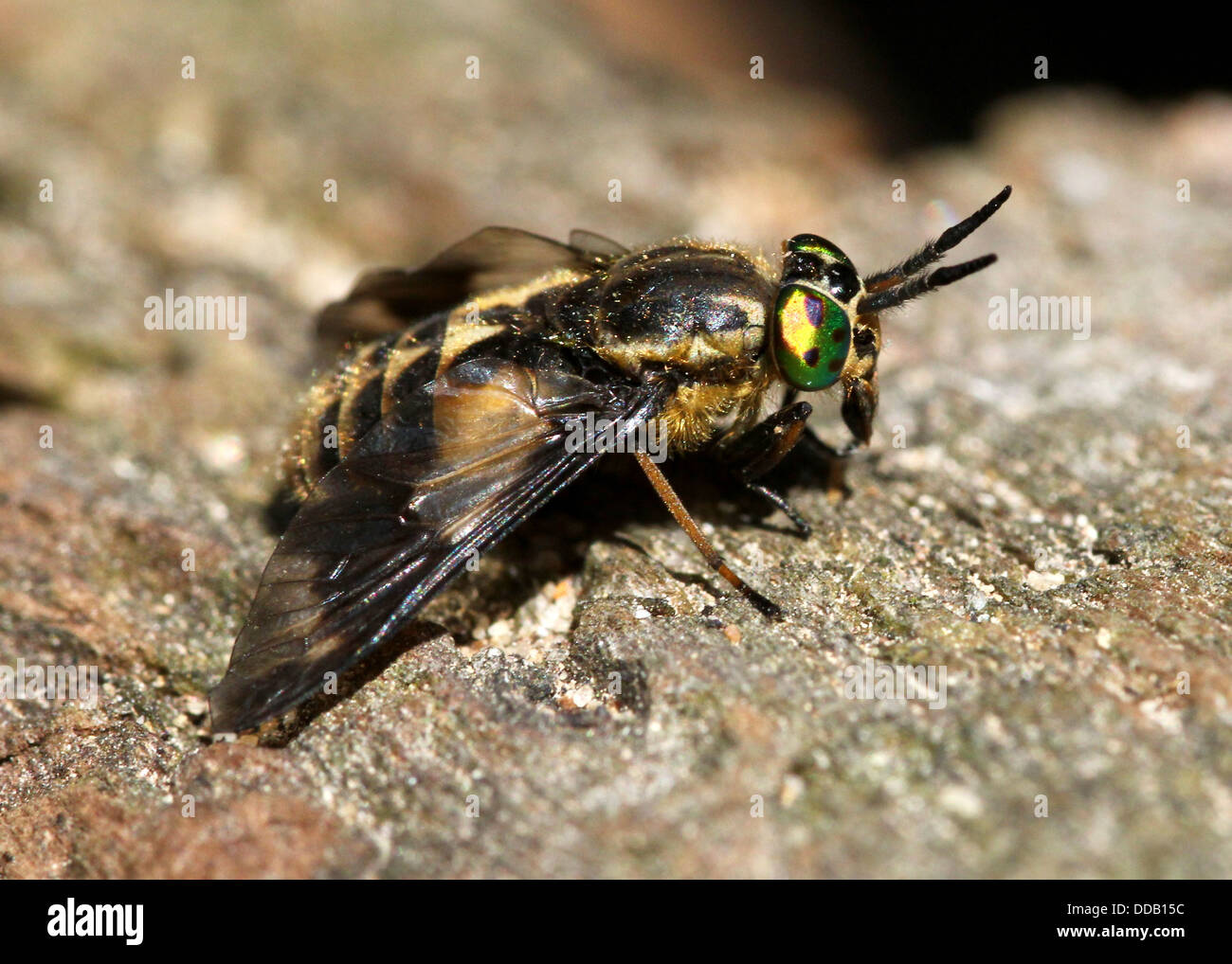 Twin-lobed deerfly (Chrysops relictus) macro Stock Photo - Alamy