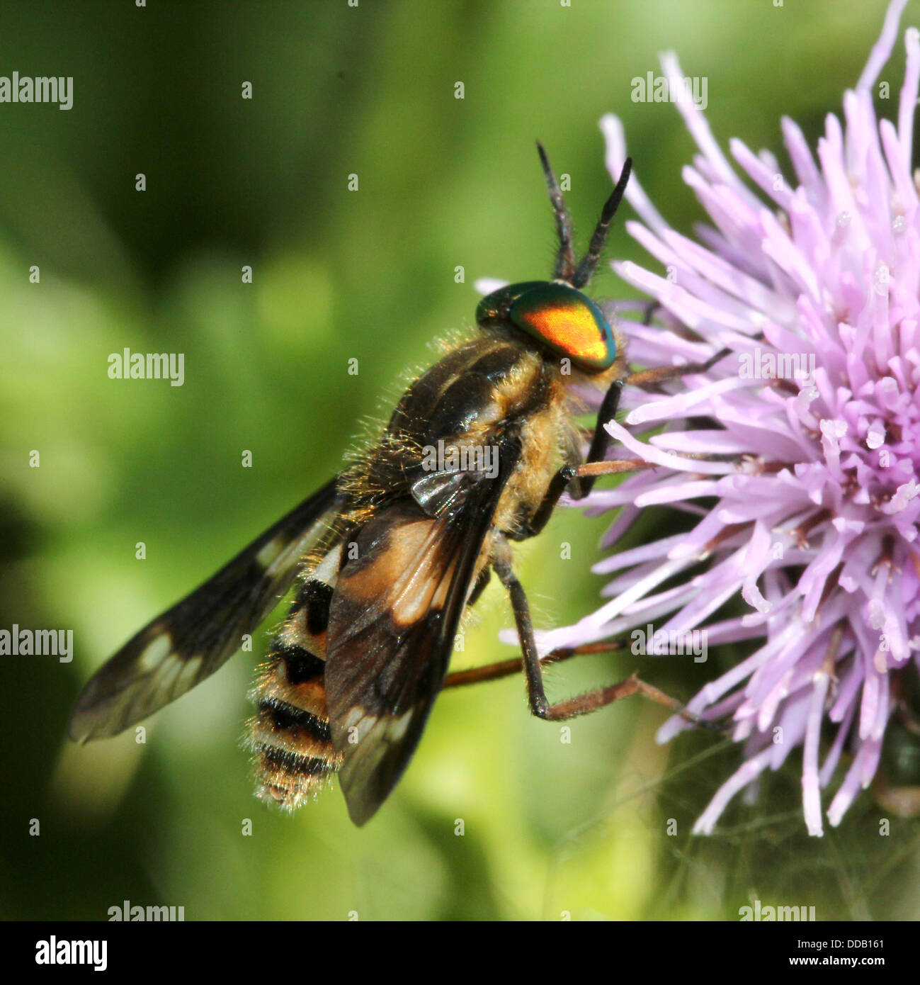 Twin-lobed deerfly (Chrysops relictus) macro Stock Photo - Alamy